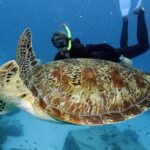 Full-Day Great Barrier Reef Snorkeling from Hamilton Island - The Water Experience: Highlights & Challenges