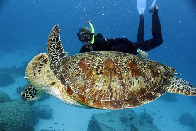 Full-Day Great Barrier Reef Snorkeling from Hamilton Island - The Water Experience: Highlights & Challenges