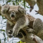 Full-Day Great Ocean Road and 12 Apostles Sunset Tour from Melbourne - The Highlights Worth the Long Day