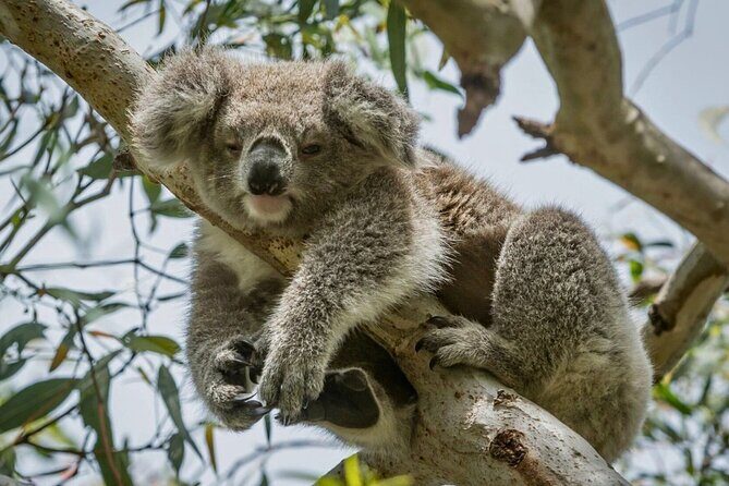 Full-Day Great Ocean Road and 12 Apostles Sunset Tour from Melbourne - The Highlights Worth the Long Day