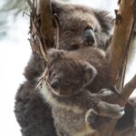 Full-Day Great Ocean Road and 12 Apostles Tour - A Leisurely Lunch in Apollo Bay