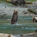 Full Day Grizzly Bear Tour to Toba Inlet - Analyzing the Value