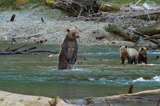Full Day Grizzly Bear Tour to Toba Inlet - Analyzing the Value