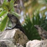 Full Day Guided Tour to Sian Ka'an (short way) - What’s Included and What to Expect