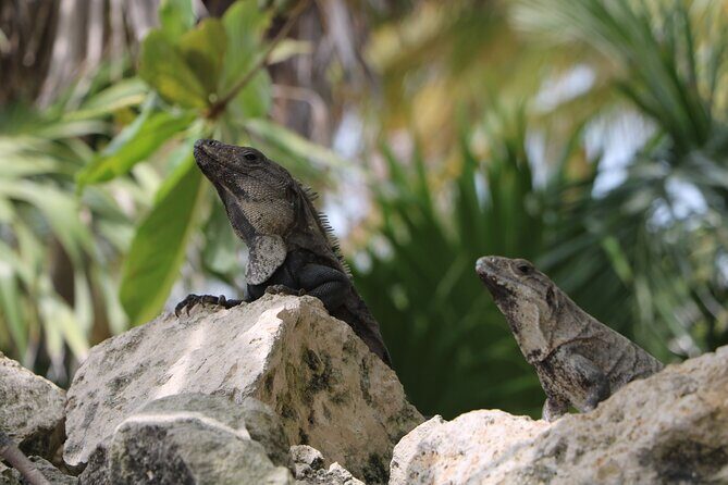 Full Day Guided Tour to Sian Ka'an (short way) - What’s Included and What to Expect