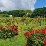 Full-Day Guided Wine Tour in Mt Tamborine From Gold Coast - What to Expect from the Full-Day Mt Tamborine Wine Tour