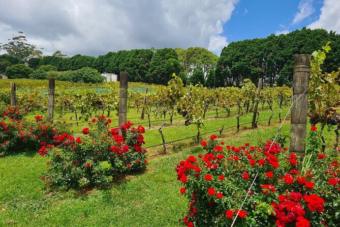 Full-Day Guided Wine Tour in Mt Tamborine From Gold Coast - What to Expect from the Full-Day Mt Tamborine Wine Tour