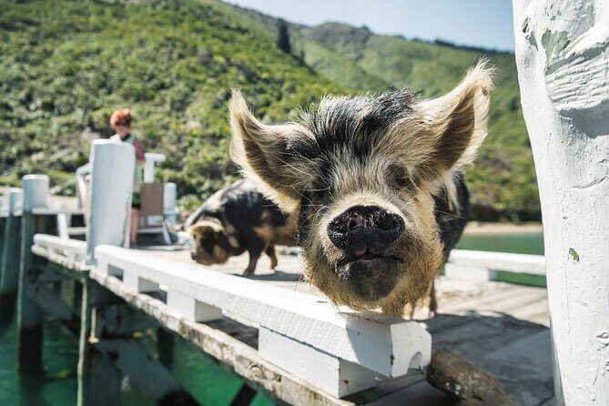 Full Day Iconic Mail Boat Cruise - Frequently Asked Questions