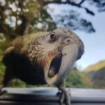 Full-Day Milford Sound Tour with Cruise and Walks from Te Anau - The Value for Money
