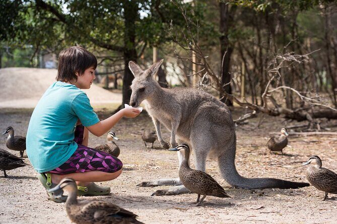 Full-Day Phillip Island Tour with Kangaroo, Koala and Penguin Parade - Transportation and Group Experience