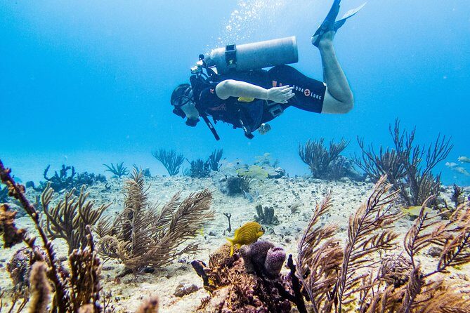 Full-Day Playa del Carmen Reef Diving Activity - What to Expect from the Full-Day Reef Diving Experience