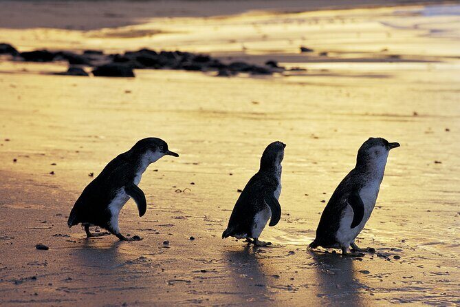 Full-Day Private Australian Wildlife Tour of Phillip Island - What Makes This Tour Stand Out?