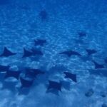 Full-Day Private Boat Tour of Bora Bora Lagoon with Snorkel - Detailed Breakdown of the Itinerary