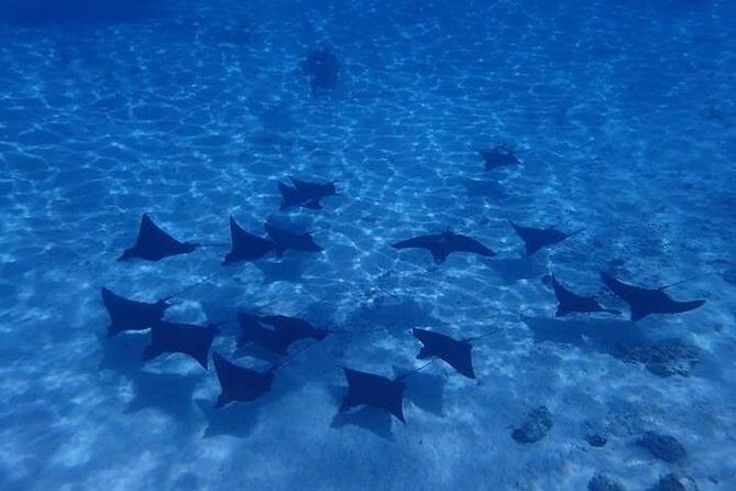 Full-Day Private Boat Tour of Bora Bora Lagoon with Snorkel - Detailed Breakdown of the Itinerary