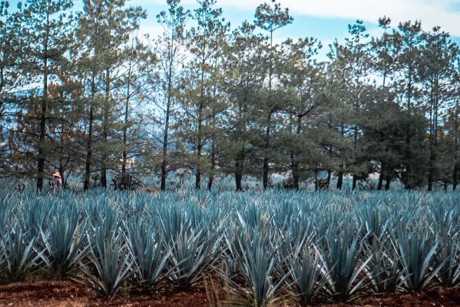 Full Day Private Guided Tour of Arandas Jalisco Distilleries - Practicalities and Value