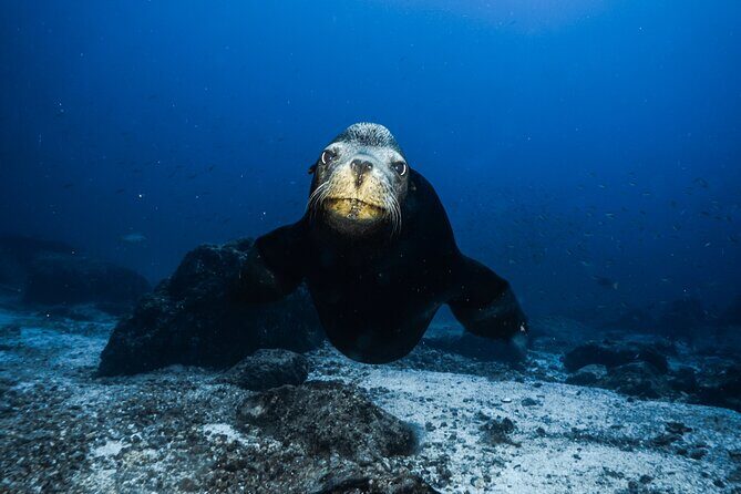 Full Day Private Scuba Diving in Espiritu Santo Island - Why This Tour Offers Great Value