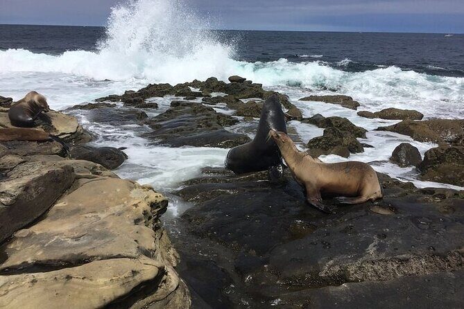 Full Day Private SD Tour from Del Mar - The Sum Up