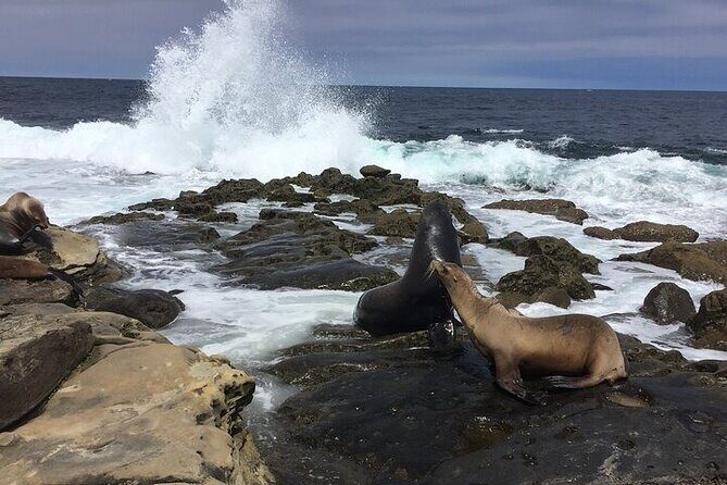 Full Day Private SD Tour from Encinitas - The Practical Side: What to Expect