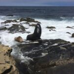 Full Day Private SD Tour from Pacific Beach - Authentic Insights from Reviews