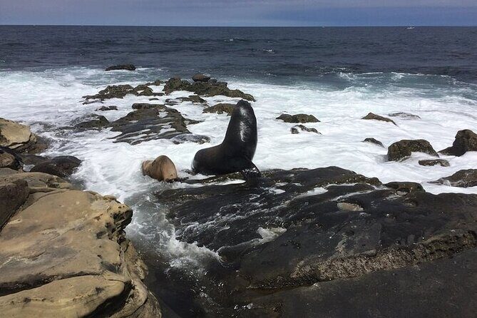 Full Day Private SD Tour from Pacific Beach - Authentic Insights from Reviews