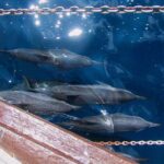 Full Day Snorkelling Cruise in Tranquility Island Resort - Transportation, Group Size, and General Experience