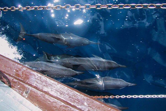 Full Day Snorkelling Cruise in Tranquility Island Resort - Transportation, Group Size, and General Experience