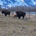 Full-day Tour in Turnagain - What You Can Expect from the Day