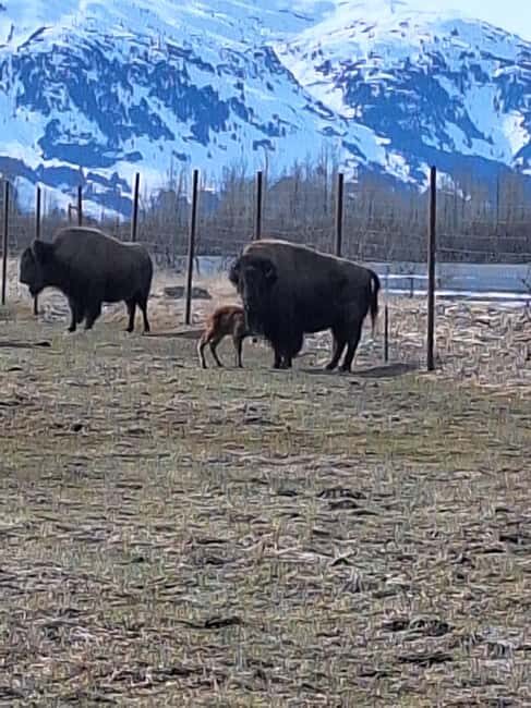 Full-day Tour in Turnagain - What You Can Expect from the Day