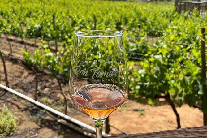 Full Day Tour on the Wine Route, Valle de Guadalupe - Who Should Consider This Tour?