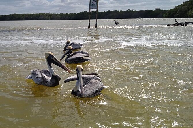 Full Day Tour Río Lagartos with Pickup from Mérida 7 AM - The Río Lagartos Boat Tour