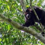Full Day Tour to Cobá Ruins, Punta Laguna & Cenote - Why This Tour Offers Great Value
