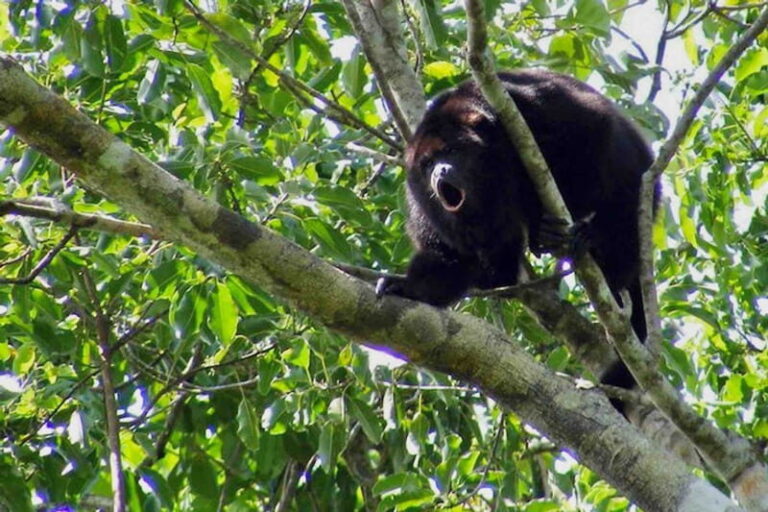 Full Day Tour to Cobá Ruins, Punta Laguna & Cenote - Why This Tour Offers Great Value