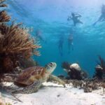 Full Day Tour to Tulum Cenote and Swim with Turtles in Akumal - Meeting the Sea Turtles in Akumal