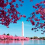 Full Day US Capitol Visit with Cherry Blossom & Potomac Cruise - The Experience Through Review Insights