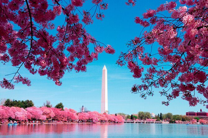 Full Day US Capitol Visit with Cherry Blossom & Potomac Cruise - The Experience Through Review Insights