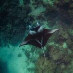 Full Day Water Experience Eco snorkeling and Jet ski with lunch - Authentic Experiences and Hidden Gems