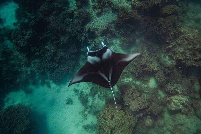 Full Day Water Experience Eco snorkeling and Jet ski with lunch - Authentic Experiences and Hidden Gems