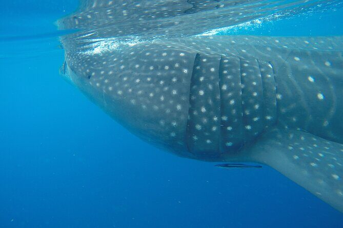 Full-Day Whale Shark Tour Puerto Morelos with Pickup and Lunch - What’s Included and What to Expect