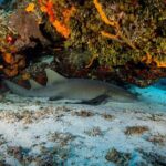 Fun dives Cozumel south marine park - The Itinerary Breakdown