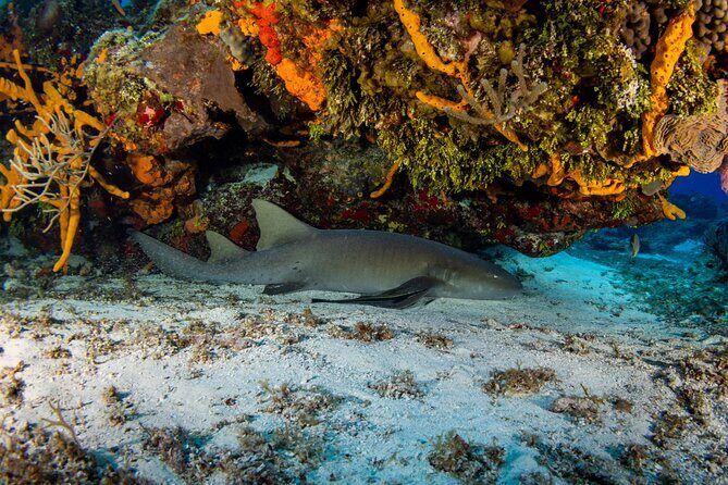 Fun dives Cozumel south marine park - The Itinerary Breakdown