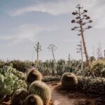 Garden Entry Ticket - Exploring Cactus Country: What to Expect