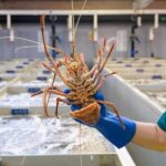 Geraldton: Behind-The-Scenes Ocean Harvest Tour - The Itinerary in Detail