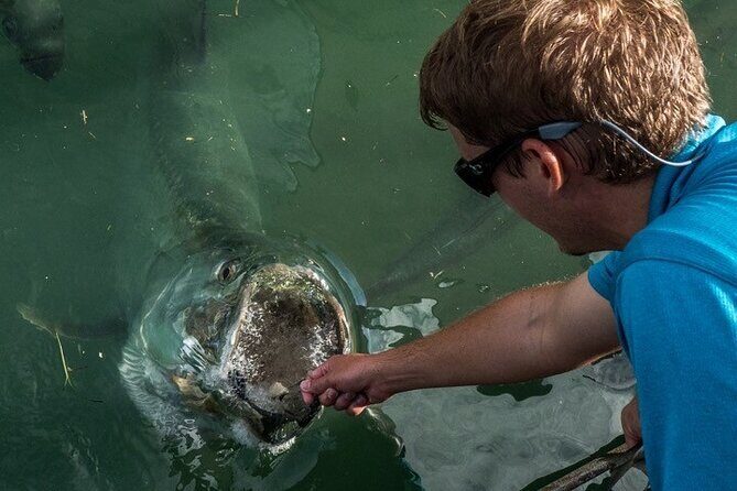 Giant Tarpon Fish Feeding Experience in Bayside Marketplace - Detailed Breakdown of the Experience