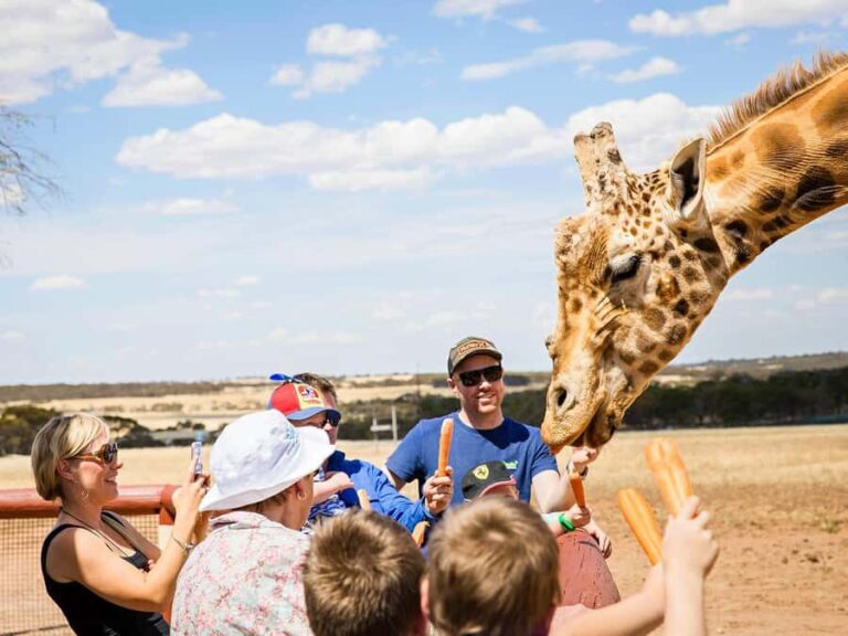 Giraffe Safari & a Day at Monarto Safari Park - What You Need to Know Before Booking