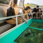 Glass Bottom Boat Tour - An In-Depth Look at the Glass Bottom Boat Experience