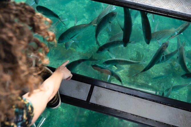 Glass Bottom Boat Whitianga Cathedral Cove Cruise - Practical Details