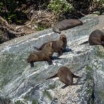 Glenorchy | Milford Sound Helicopter Tour & Scenic Cruise - What Makes This Tour Stand Out?