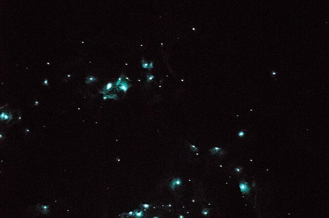 Glow Worm Caves Express Tour in Bay of Islands - What Travelers Are Saying