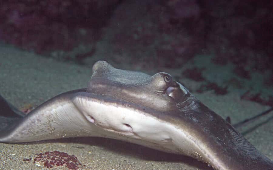 Goat Island Marine Reserve: Full-Day Dive Charter - The Itinerary & What to Expect