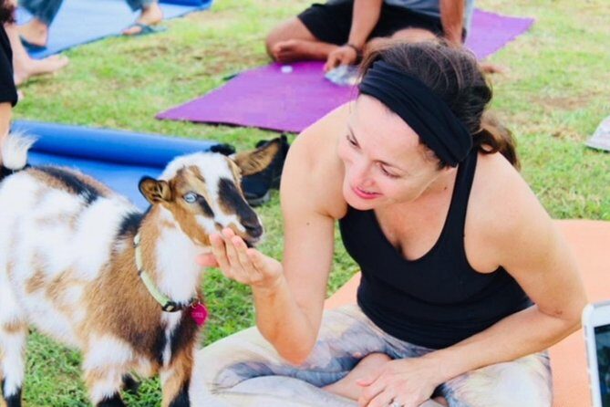 Goat Yoga with Miniature Goats In Maui - The Value and Atmosphere